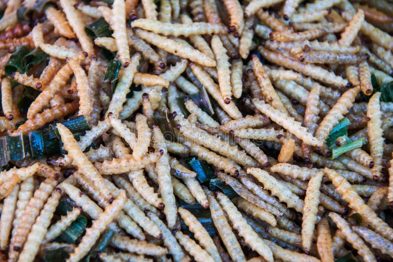 Fired Silk Worm As Snack in Asia Countries Stock Image - Image of ...