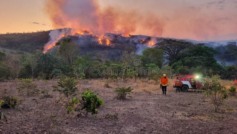 Firefighter Fights Forest Fire Stock Image - Image of forest, arid ...