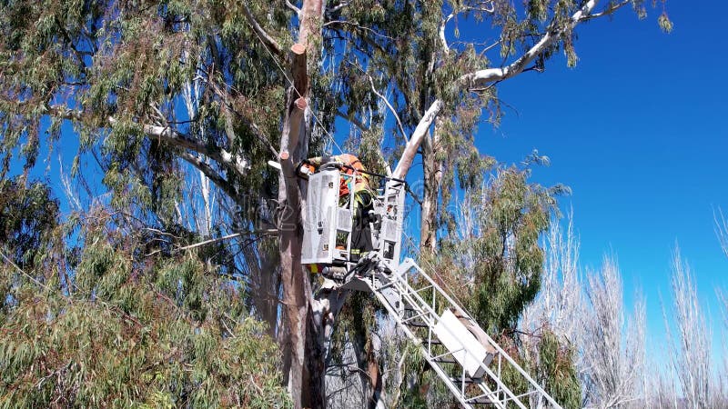 Firefighter Rescue Tree on Top of Ladder. Stock Footage - Video of ...