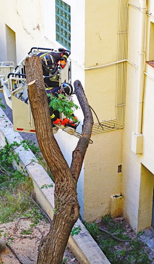Firefighters Cutting a Fallen Tree Against the Facade of a Building in ...
