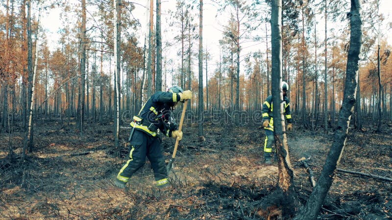 Firefighters are Extinguishing Smoldering Forest Ground Stock Footage ...