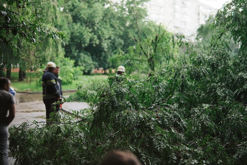 Firefighters Help Clean Up Fallen Tree on Cars after the Storm in a ...