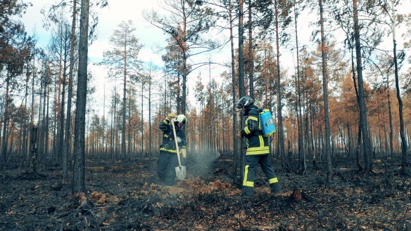Firefighters are Smothering Forest after the Fire Stock Video - Video ...