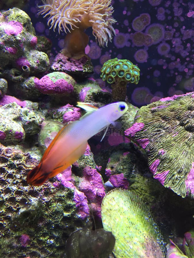 Firefish stock image. Image of marine, fire, firefish - 62308477