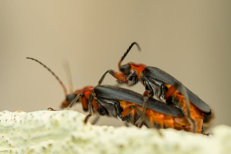 Firefly Take Off stock image. Image of flower, firefly - 8780521