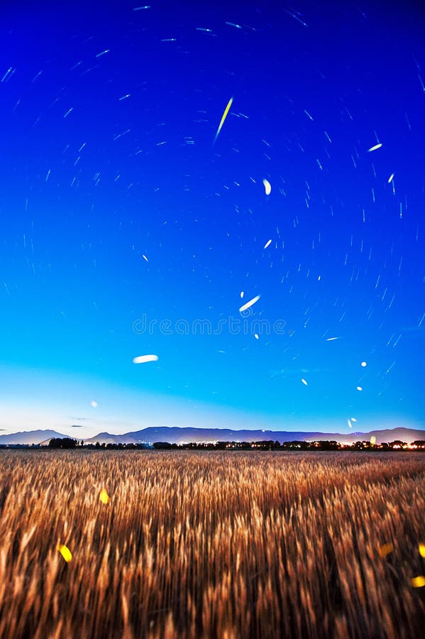 Fireflies dancing stock image. Image of exposure, astrophotography ...