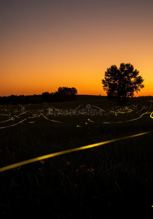 Fireflies Glow in Field at Sunset Stock Illustration - Illustration of ...