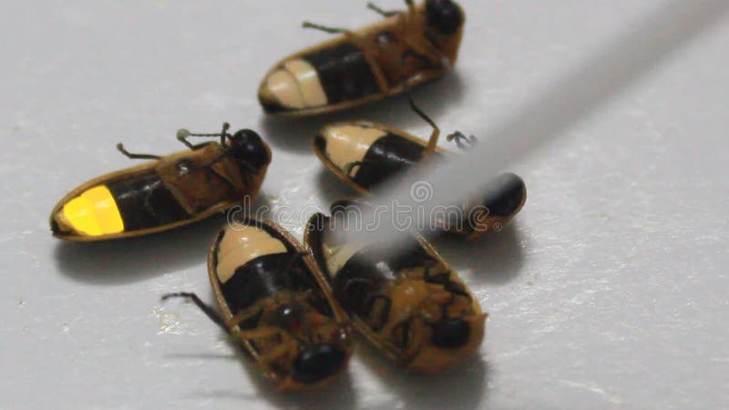 Fireflies Isolated on White Background Stock Footage - Video of light ...