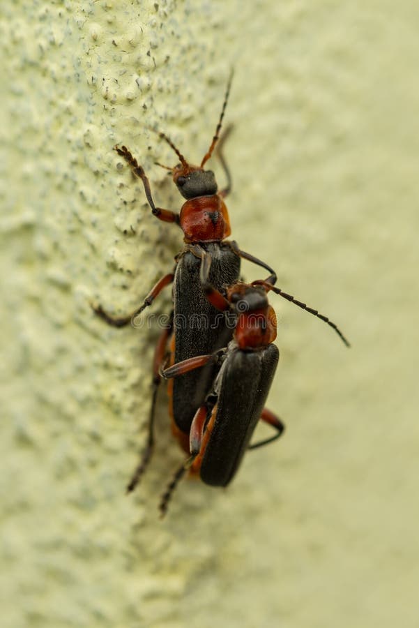 Fireflies mating stock image. Image of closeup, copulating - 92434665