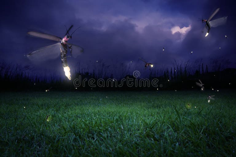 1,255 Fireflies Night Sky Gif Stock Photos - Free & Royalty-Free Stock ...