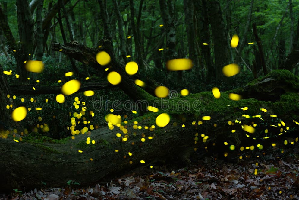 Fireflies in the summer stock image. Image of fantasy - 77366147