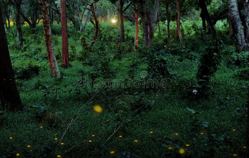 Fireflies in a Tropical Forest Stock Photo - Image of park, glowing ...