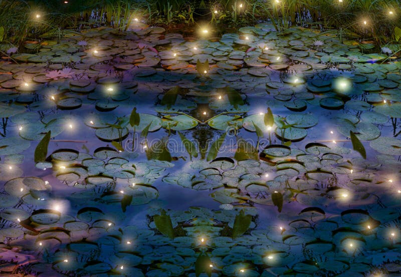Fireflies and Water Lily Pond at Night Stock Photo - Image of water ...