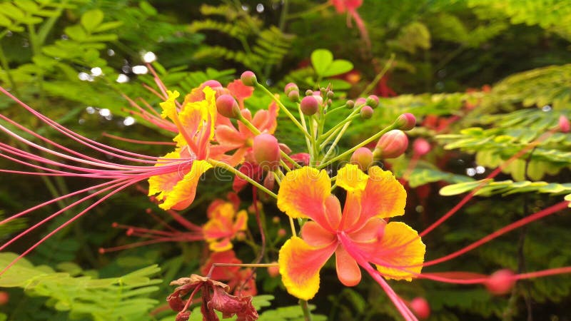 Fireflower stock image. Image of fireflower, leafs, yellow - 92092761