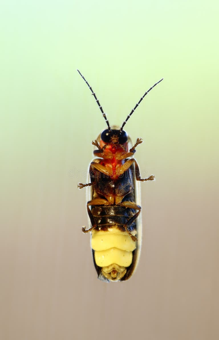 8,613 Filedot Firefly Stock Photos - Free & Royalty-Free Stock Photos ...