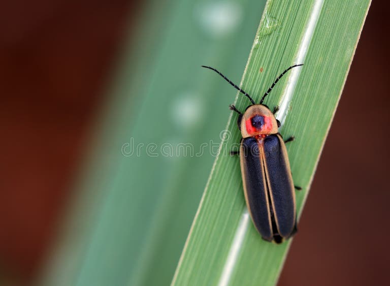 Firefly stock photo. Image of nature, wildlife, space - 20428074