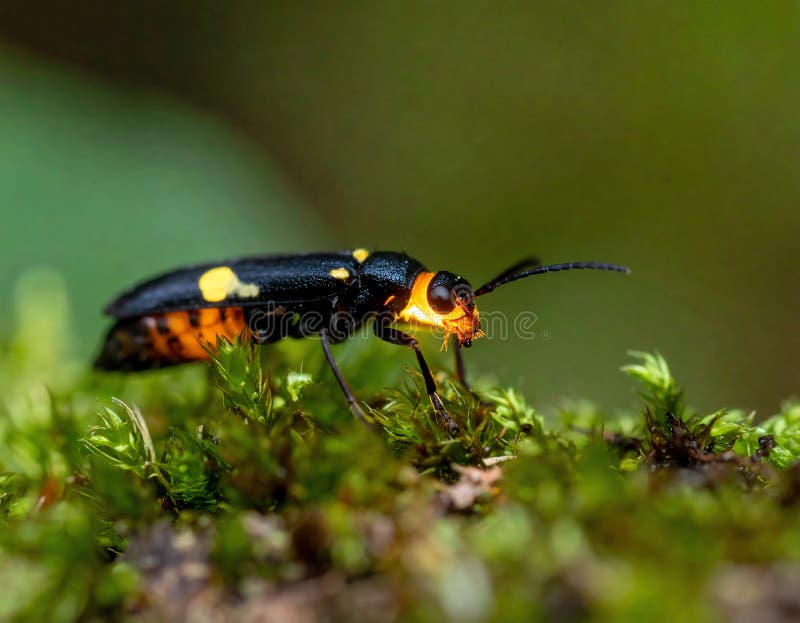 Firefly Beetle on Moss: a Glowing Insect Stock Photo - Image of ...