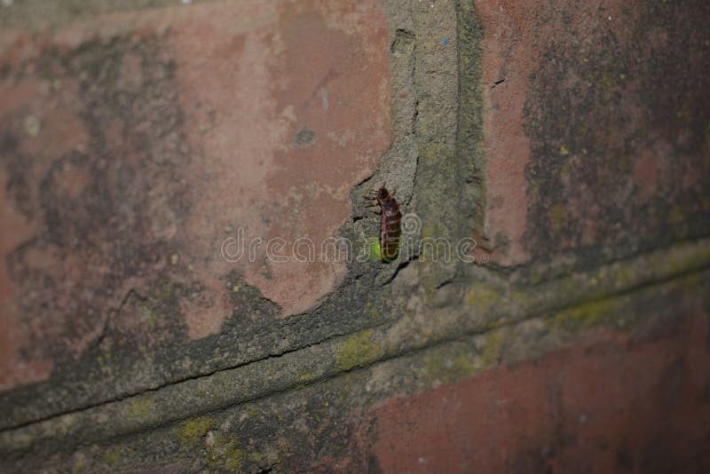Firefly Beetle Sitting on a Wall Stock Photo - Image of night, firefly ...