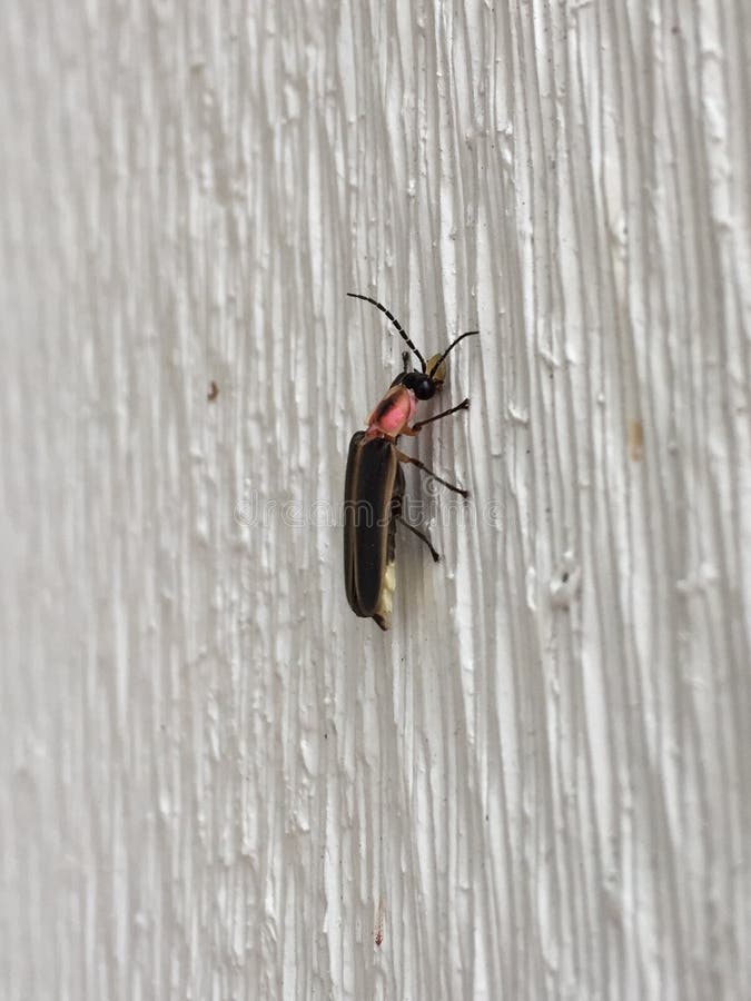 Firefly stock photo. Image of close, black, firefly, yellow - 70463900