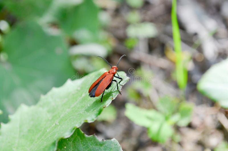 Srsl Stock Photos - Free & Royalty-Free Stock Photos from Dreamstime