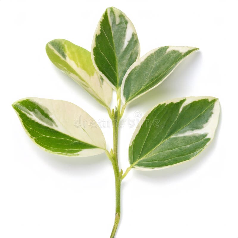 Firefly Euonymus Branch Displaying Variegated Foliage with Sharp Focus ...