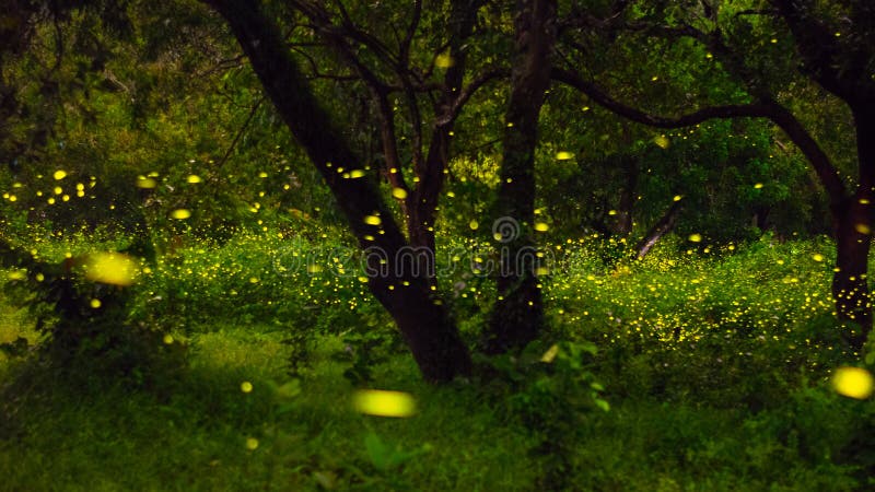 Firefly Field in the Forest in Prachinburi Stock Image - Image of light ...