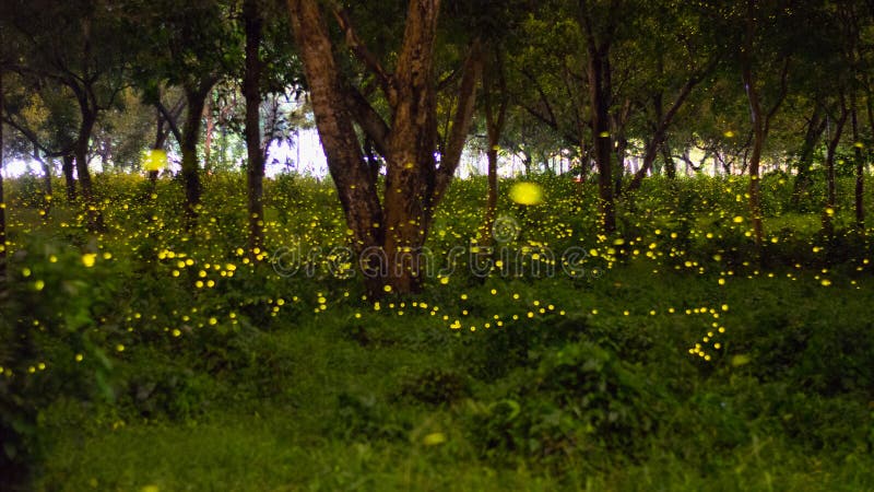 Firefly Field in the Forest in Prachinburi Stock Image - Image of light ...