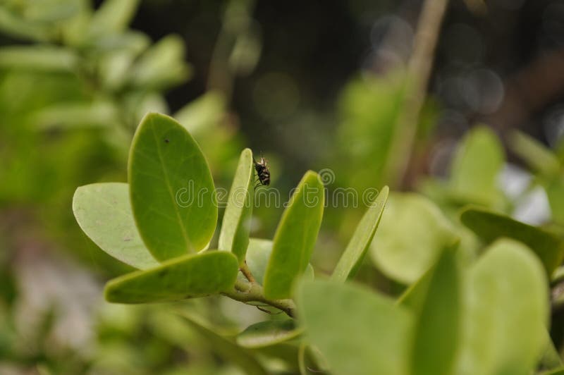 Firefly stock image. Image of firefly, green, nikon - 169627603