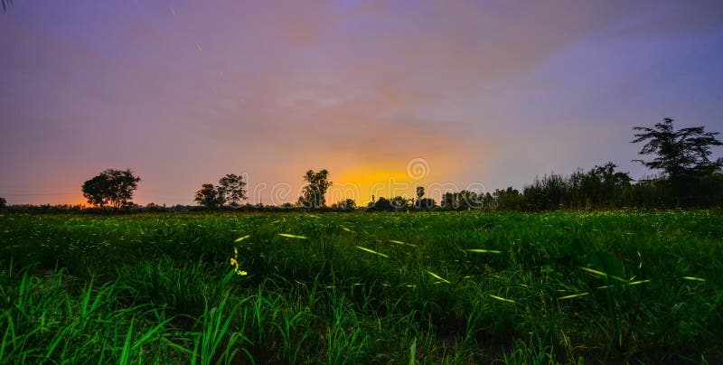 Firefly stock photo. Image of plains, field, relaxing - 55419112