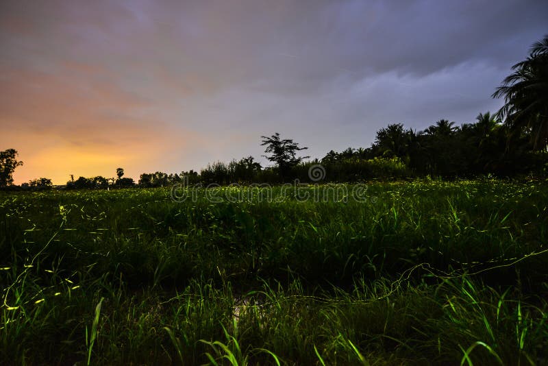 Firefly stock photo. Image of ecology, garden, insect - 55419272