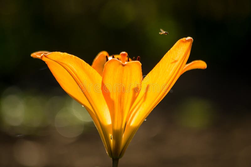 A Firefly Flies Over a Lily Stock Image - Image of petal, outdoors ...