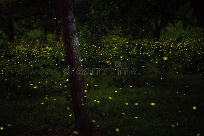 Firefly Flying in the Forest. Fireflies in the Bush at Night Stock ...