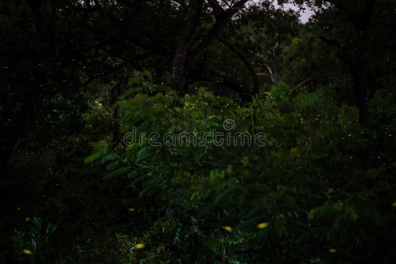 298 Fireflies Garden Stock Photos - Free & Royalty-Free Stock Photos ...