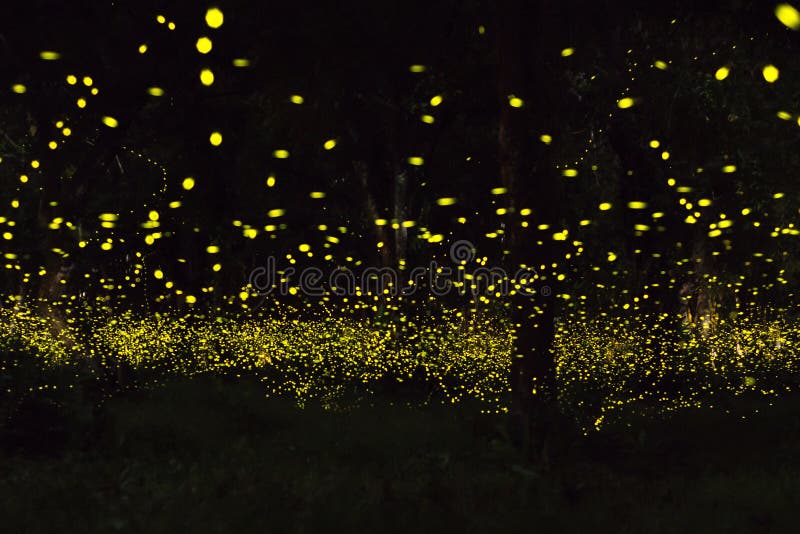 Firefly stock photo. Image of season, light, beauty, lightning - 99577020