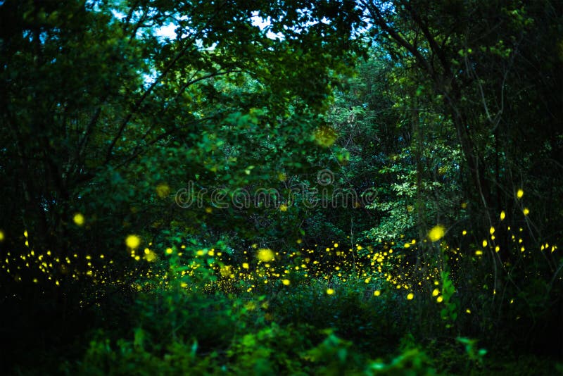 Firefly Flying in the Night Forest Stock Image - Image of bush, scenery ...