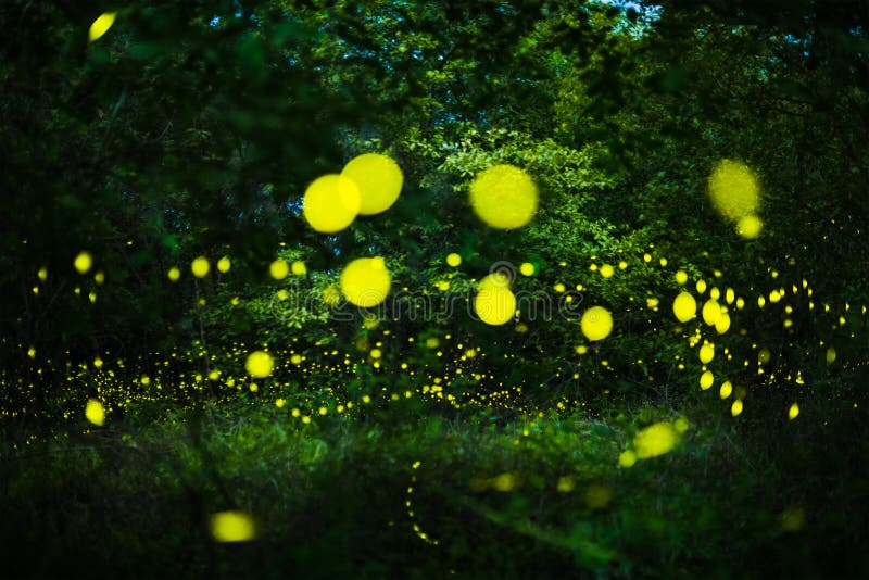 Firefly Flying in the Night Forest Stock Image - Image of travel ...
