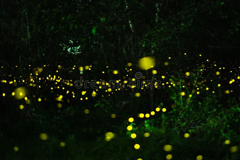 Firefly Flying in the Night Forest Stock Image - Image of light, bush ...
