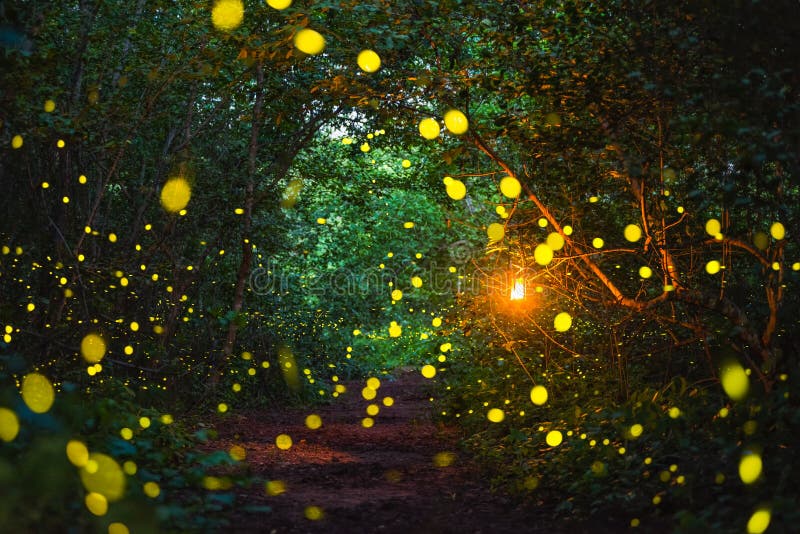 Firefly Flying at Night in the Forest Stock Photo - Image of bush ...