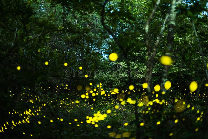 Firefly Flying at Night in the Forest Stock Photo - Image of exposure ...