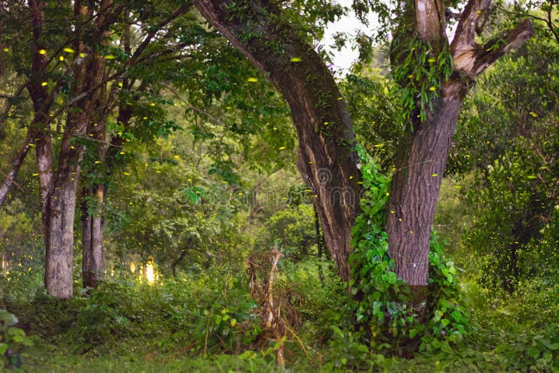 A Group of Firefly in the Forest Tree in Prachinburi Stock Image ...