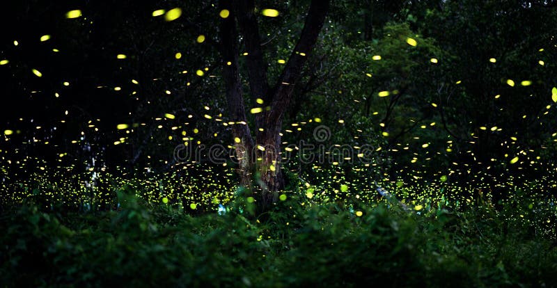 Firefly in forrest stock photo. Image of black, panoramic - 162732548
