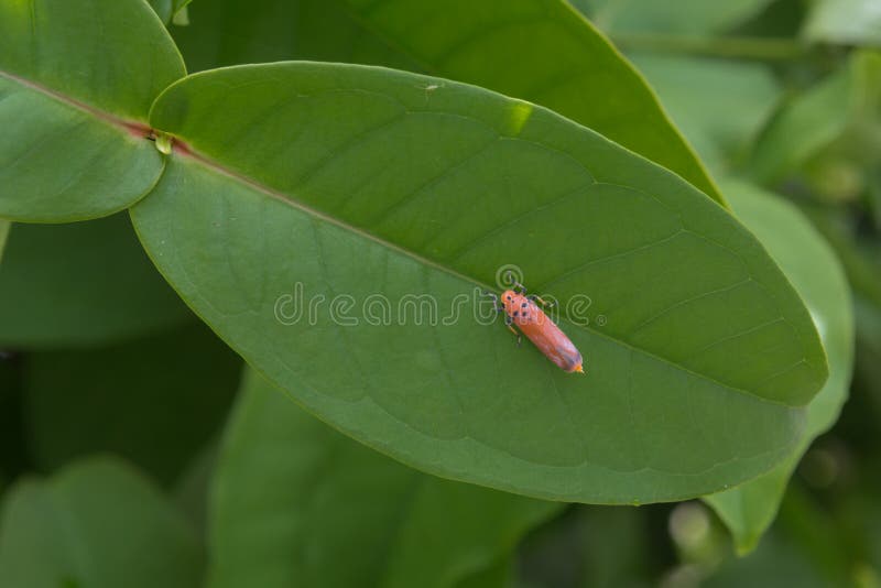 Firefly stock image. Image of firefly, insect, white - 63654817