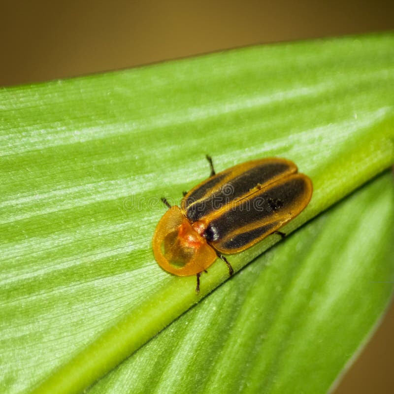 Firefly - Lightning Bug on Red Leaf Stock Photo - Image of legs, close ...
