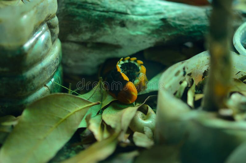 754 Lightning Bug Stock Photos - Free & Royalty-Free Stock Photos from ...