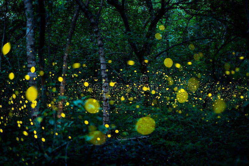 Firefly Lightning Bug in the Rainforest at Night Stock Photo - Image of ...