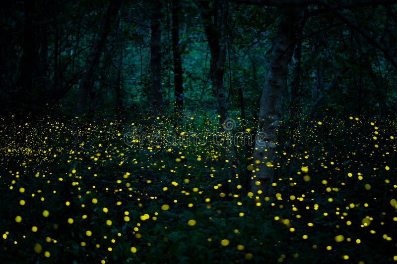 Firefly Lightning Bug in the Rainforest at Night Stock Photo - Image of ...