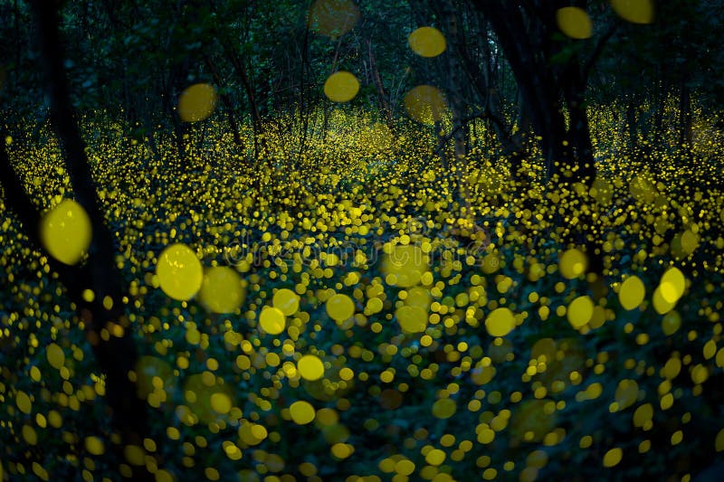 Firefly Lightning Bug in the Rainforest at Night Stock Image - Image of ...