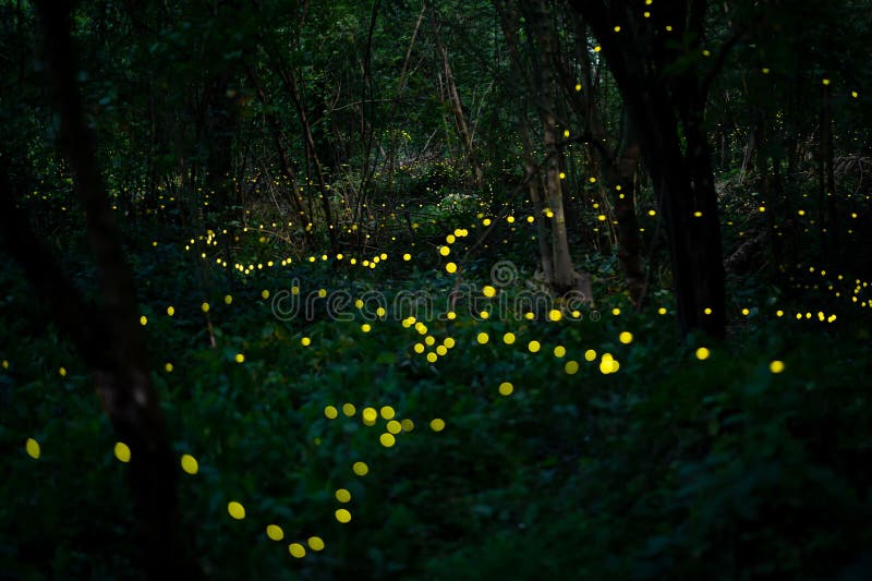 Firefly Lightning Bug in the Rainforest at Night Stock Photo - Image of ...