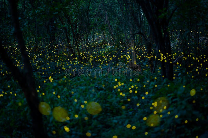 Firefly Lightning Bug in the Rainforest at Night Stock Image - Image of ...
