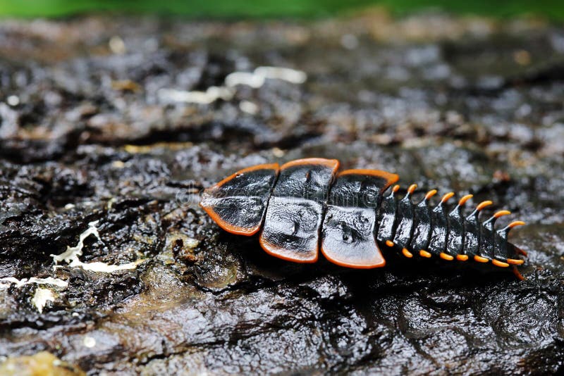 Firefly - Lightning Bug on Red Leaf Stock Photo - Image of legs, close ...